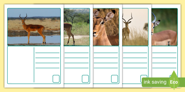 FREE! - Antelope Postcards (Teacher-Made)