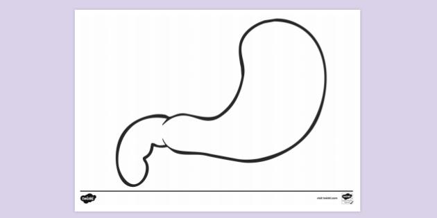 FREE! - Stomach Colouring Sheet (teacher made)