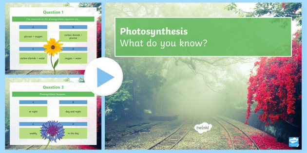 Photosynthesis Quiz PowerPoint