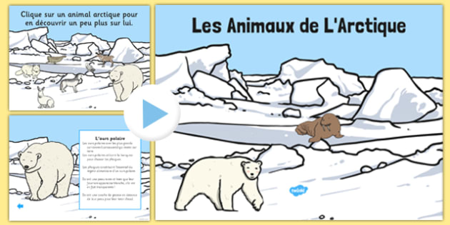 Les Animaux de L'Arctique PowerPoint French (teacher made)