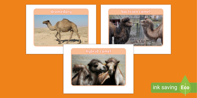 camels type