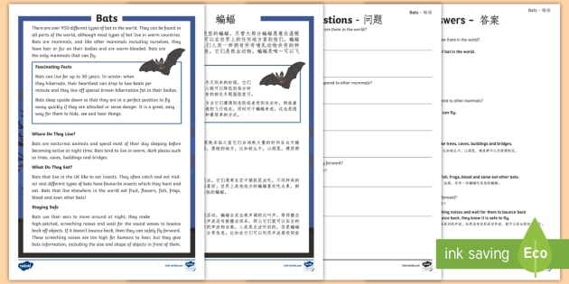 Bats Reading Comprehension Activity English/Mandarin Chinese - Bats Reading