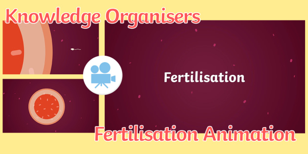 * NEW * Knowledge Organisers: KS2 Fertilisation Animation | Twinkl
