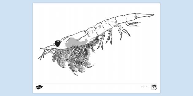 FREE! - Krill Colouring | Colouring Sheets (teacher made)