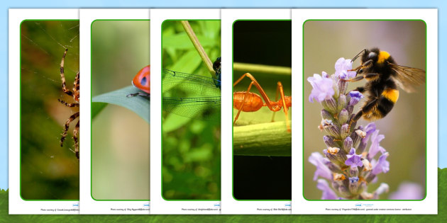 Zoomed In Minibeast A4 Photo Pack - Minibeast Images