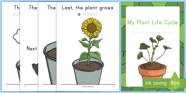 My Plant Life Cycle Activity Booklet - Early Childhood Plants