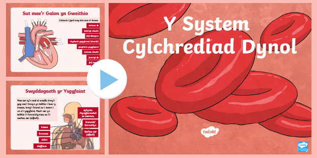Pŵerbwynt Y System Cylchrediad Dynol (teacher made)