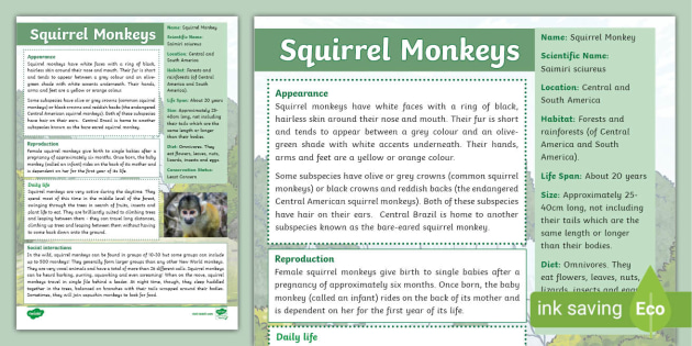 KS2 Squirrel Monkey Fact File (Teacher-Made)