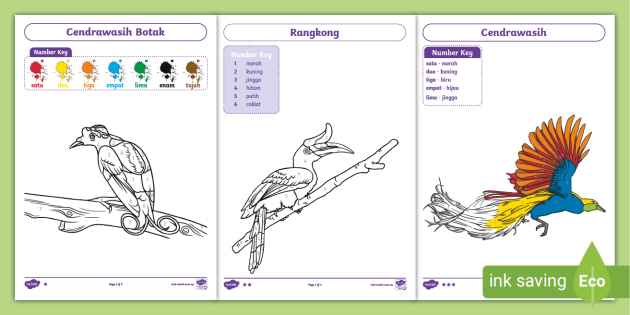 Indonesian Birds Colour by Numbers Differentiated