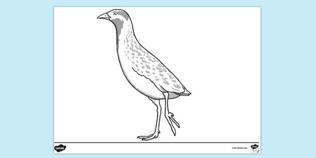 FREE! - Corncrake Colouring Sheet - Twinkl Resources