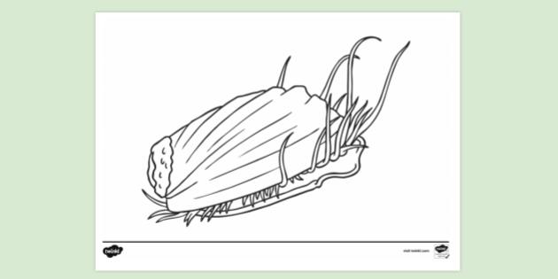 FREE! - Abalone Sea Snail Colouring Sheet | Colouring Sheets