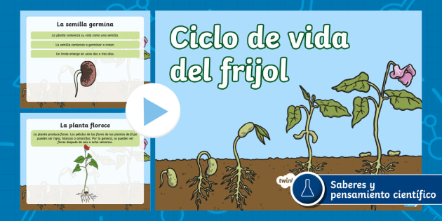 Hoja De Trabajo Sobre El Ciclo De Vida De Una Planta De Frijol