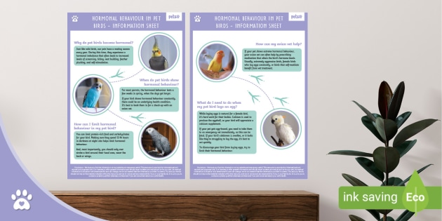 Hormonal Behaviour in Pet Birds - Information Sheet - Pets