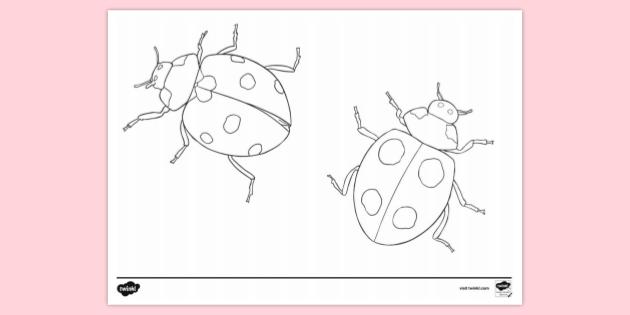 FREE! - Ladybird Colouring Page | Colouring Sheets