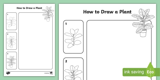 How to Draw a Plant