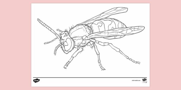 Creepy Wasp Colouring Sheet | Colouring Sheets