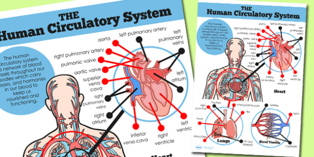 Human Body Heart Lungs and Blood Vessels Display Poster - bodies