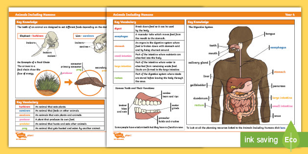 Year 4 Science Knowledge Organiser: Animals Including Humans