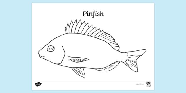 FREE! - Pinfish Colouring Sheet | Colouring Sheets