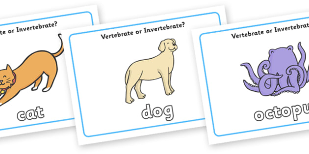 Vertebrate Or Invertebrate Display Posters