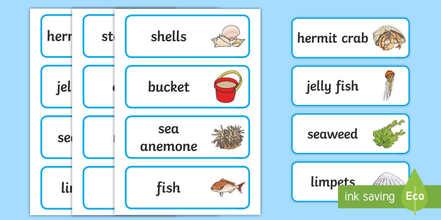 Seaside Rockpool Flashcards (teacher made)