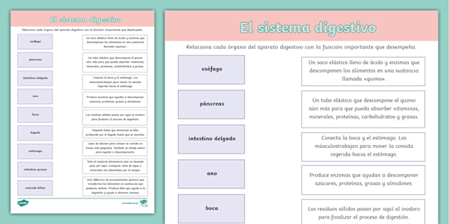 Hoja De Trabajo De Etiquetado Del Sistema Digestivo