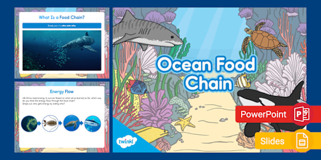 Ocean Food Webs For Kids