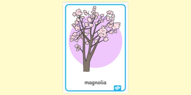 FREE! - Magnolia Display Poster | Primary Resources