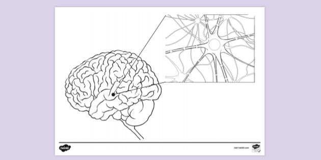 FREE! - Neurons With Brain Colouring Sheet | Colouring Sheets