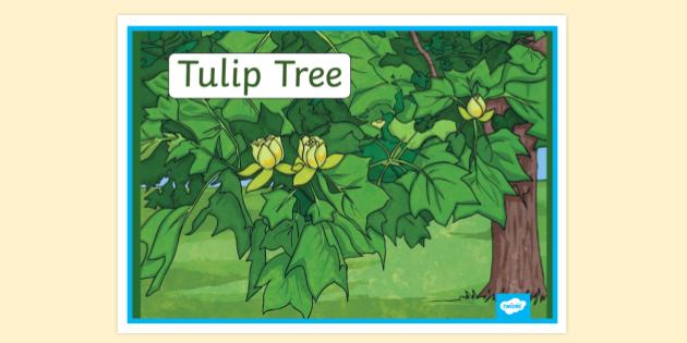 Tulip Tree Display Poster | Display Posters