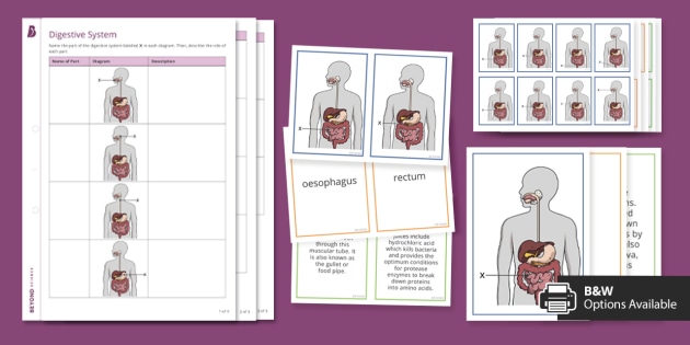 Digestive System Resource Pack (teacher made) - Twinkl