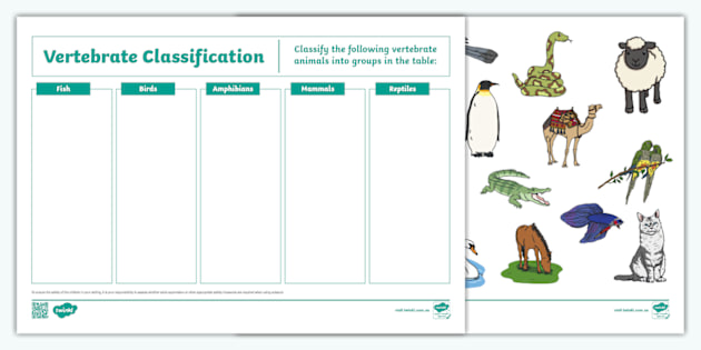 Dichotomous Key Worksheet Animals Animal Classification Using A