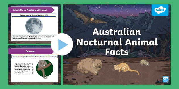 Australian Nocturnal Animal Facts PowerPoint