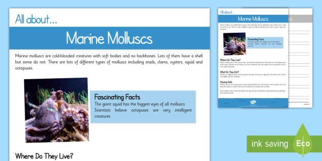 Marine Molluscs Differentiated Reading Comprehension Activity