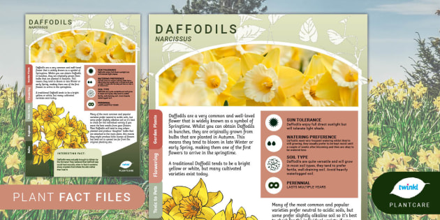 Garden Plant Fact File: Daffodils, Spring Flowers, Plants