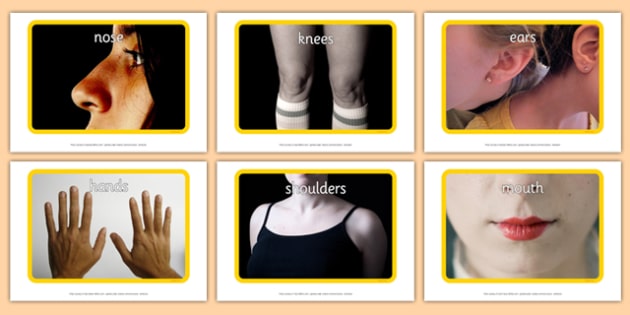 My Body Picture Pack (teacher made)