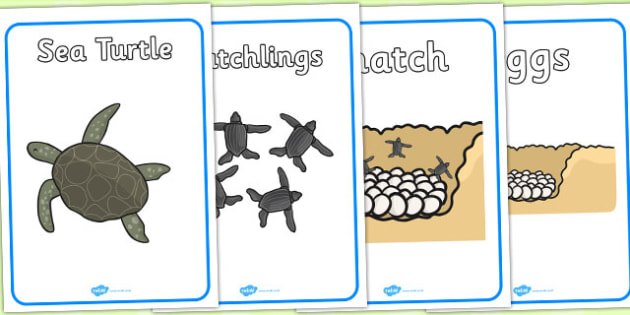 Sea Turtle Life Cycle Growth Display Posters (under the Sea)