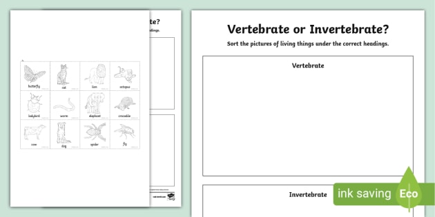 Vertebrates And Invertebrates Worksheet