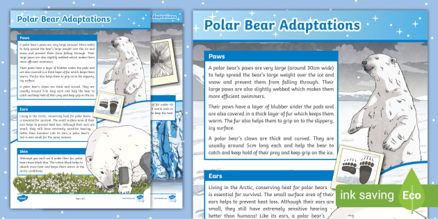 Polar Bears Fact Files | twinkl.com.au