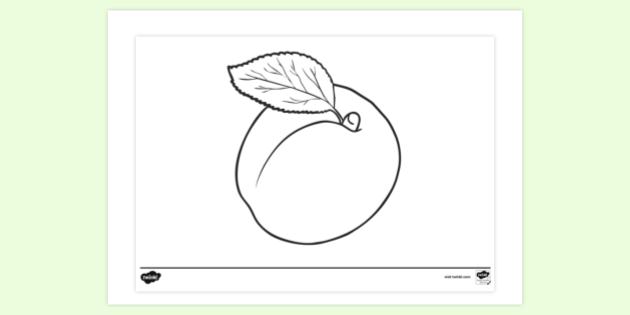 Apricot Colouring Page | Colouring Sheets | Twinkl