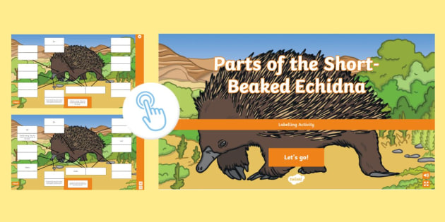 Parts of an Echidna Labelling Activity Ι Interactive Game