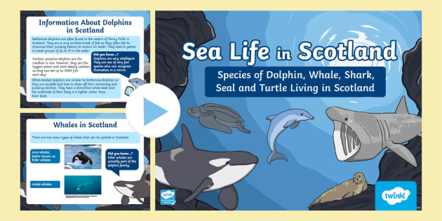 Sea Life in Scotland PowerPoint (teacher made)