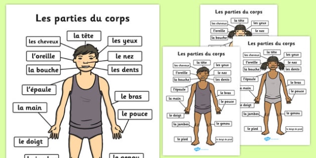 Parties Du Corps A4 French - french, parts, body, body parts