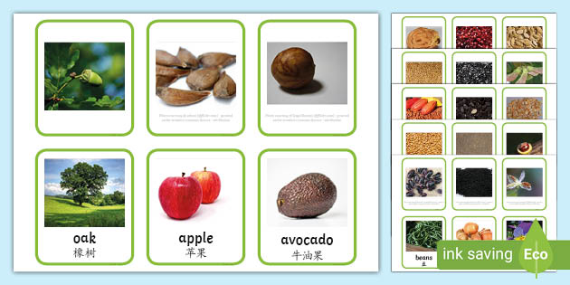 Seeds and Plants Matching Cards - English/Mandarin Chinese