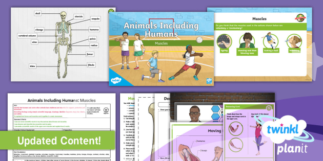 Year 3 Skeleton And Muscles Lesson Pack | Twinkl Science