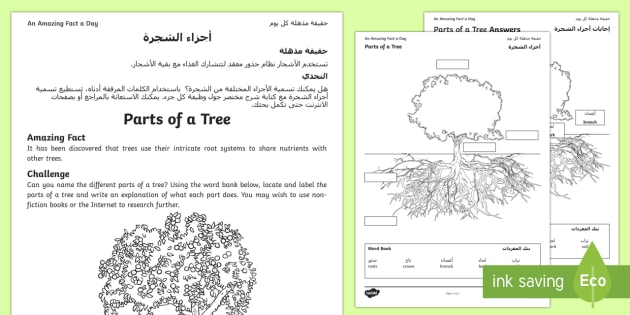 Parts of a Tree Worksheet / Worksheet Arabic/English