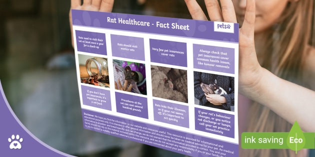 Rat Healthcare - Fact Sheet - Pet Care - Rats - Twinkl Pets