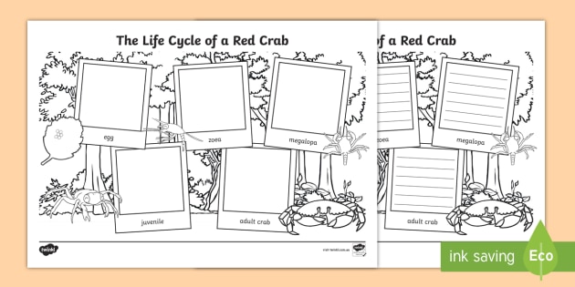 Crab Life Cycle Writing Frames