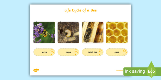 Life Cycle of a Bee Photo Cut-Out Pack (teacher made)