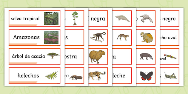 Plantas Y Animales De La Selva Tropical Sudamericana Hogar Dulce